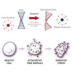 CombiNERV | Vemax Pharma