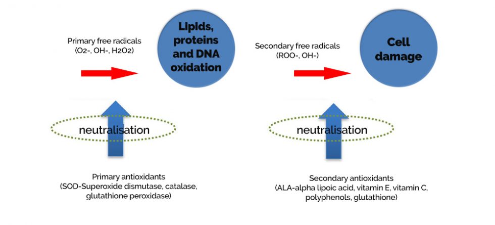 EpiNeuron® | Vemax Pharma