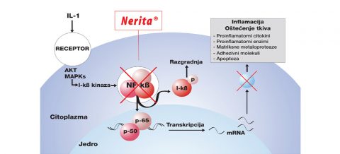 Nerita | Vemax Pharma